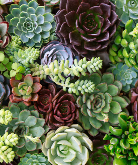 Randall's Farm | The Best Fresh Local Produce & Products